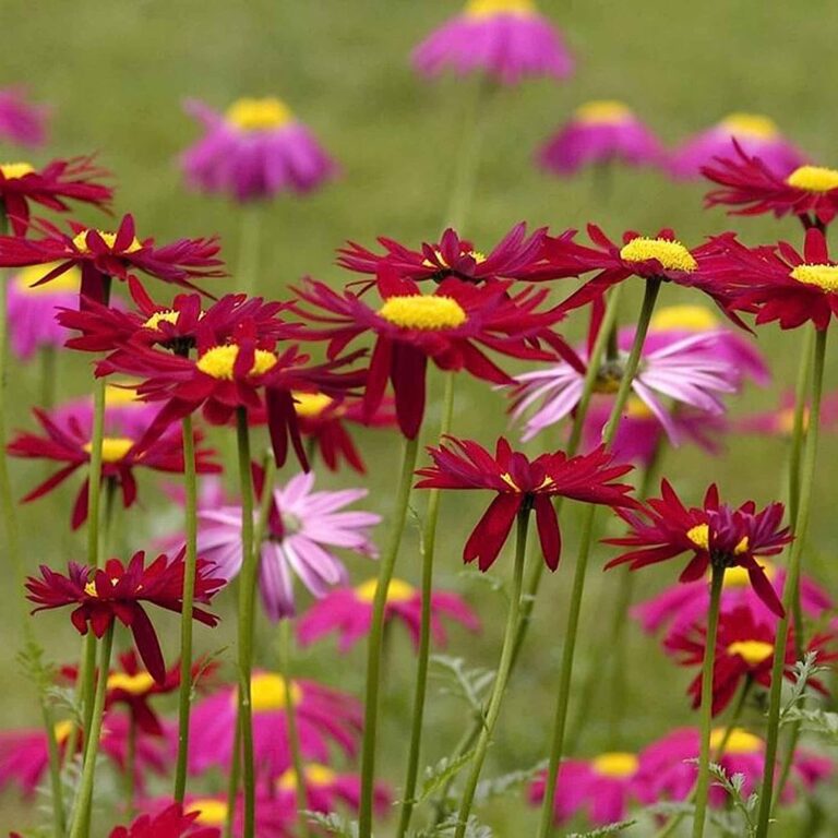 1000+ Pyrethrum Tanacetum Chrysanthemum Robinson's Plant Garden Flower ...